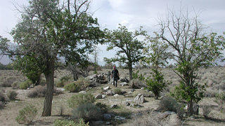 Restoring the Historic Japanese Gardens of Manzanar | National Trust ...