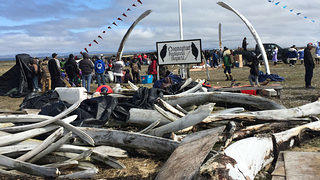 Eroding Edges: Point Hope, Alaska's Disappearing Whale Hunt Tradition ...