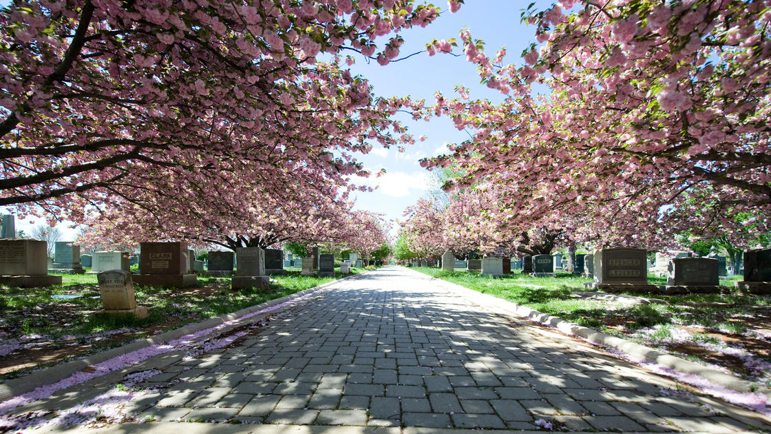This D.C. Cemetery May Be The Liveliest Place In Town | National Trust ...
