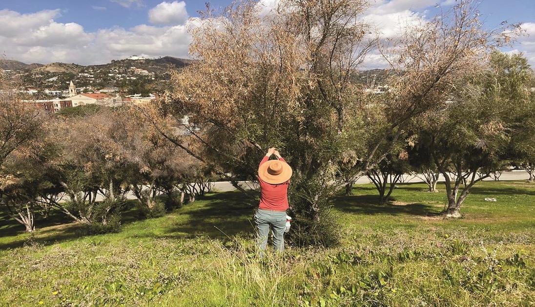 A Key Piece of L.A.’s Barnsdall Art Park Thrives Again | National Trust ...