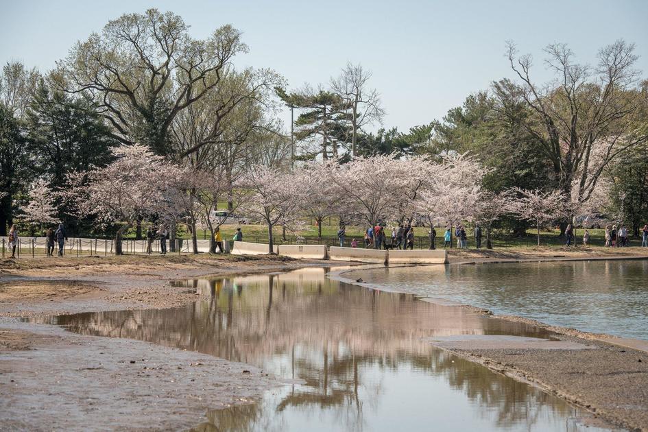 Great News for the National Mall Tidal Basin! | National Mall Tidal ...
