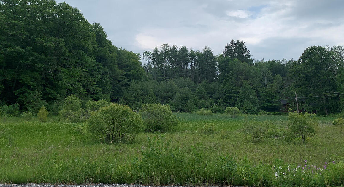 Preserving Vital Amphibian Habitats at Chesterwood | National Trust for ...