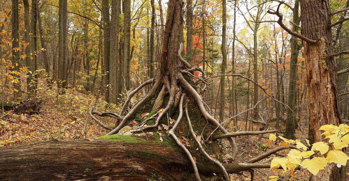 Six Trees that Inspire at Historic Artists' Homes and Studios ...